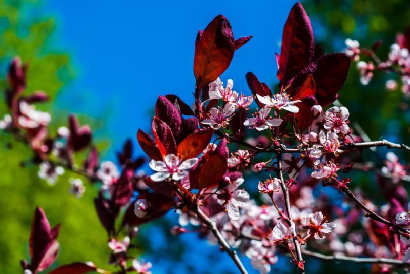 These 9 Shrubs Have Red Leaves All Year (And Not Just In Autumn ...