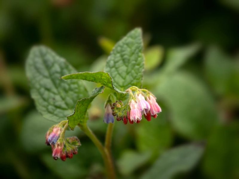 9 Remarkable Comfrey Varieties With Sterile, Variegated And Bushy ...