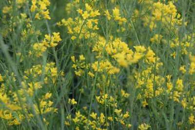 Growing Spring Cabbage | Horticulture Magazine