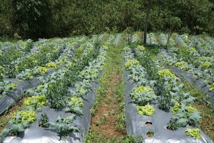 Growing Calabrese AKA 'Broccoli' - Here Are Some Top Tips From ...