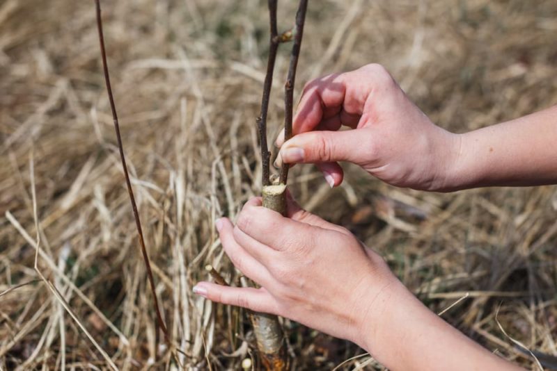 Growing Plum Trees: How To Plant Out A Bare Root Tree And Care For It ...