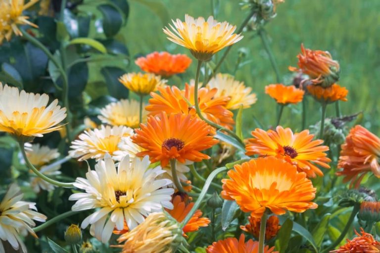 These 9 Calendula Varieties Are Perfect For Bedding Arrangements Or ...