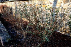 How (And When) To Prune Buddleja | Horticulture.co.uk