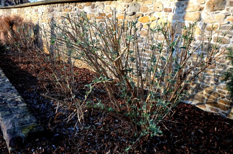 How (And When) To Prune Buddleja | Horticulture.co.uk