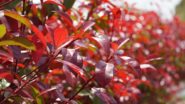 9 Shrubs That Have Red Leaves | Horticulture Magazine