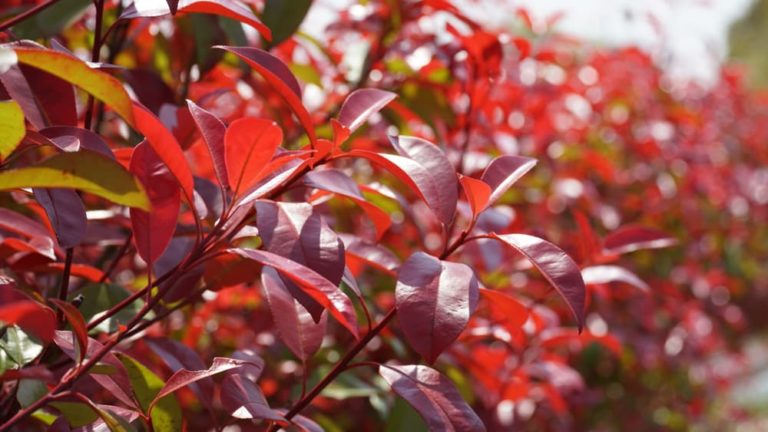9 Shrubs That Have Red Leaves | Horticulture Magazine