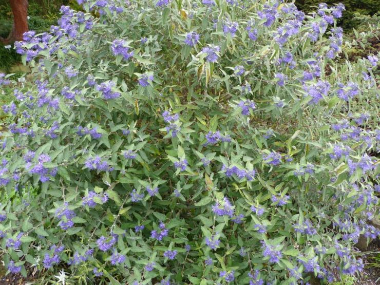11 Silver Leaved Perennials You Can Enjoy For Years At A Time ...