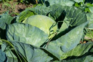 Growing Spring Cabbage | Horticulture Magazine