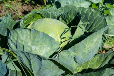 Growing Spring Cabbage | Horticulture Magazine