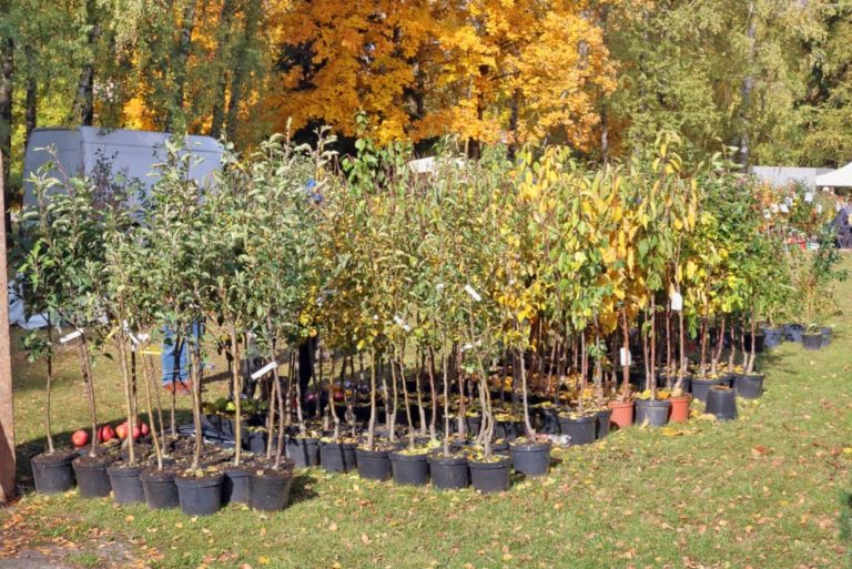 Growing Plum Trees: How To Plant Out A Bare Root Tree And Care For It ...