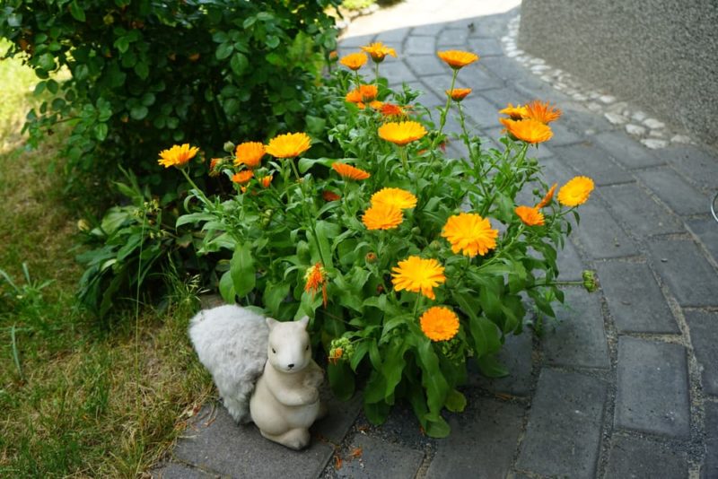 Learn To Grow Pot Marigolds As Annuals And Get Charming Golden Flowers ...