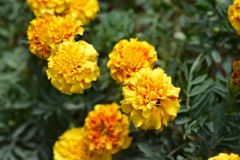 8 Lovely Marigold Varieties To Grow | Horticulture.co.uk
