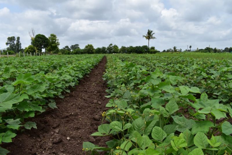 A Beginner’s Guide To Crop Rotation With Garden Presenter Ade Sellars ...