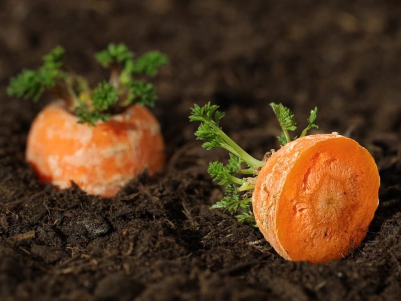 You Can Regrow Greens From Carrot Top Scraps And Potentially Collect ...