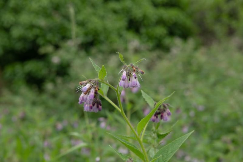 9 Remarkable Comfrey Varieties With Sterile, Variegated And Bushy ...