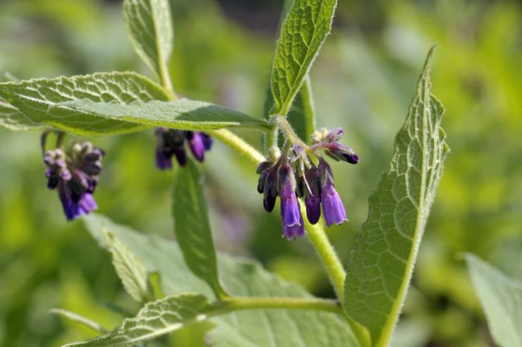 Turn Your Comfrey Leaves Into A Fertiliser 'Tea' And Feed Plants ...