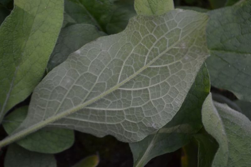 Horticulturists Love To Grow Comfrey - It's A Garden 'Cult Classic ...