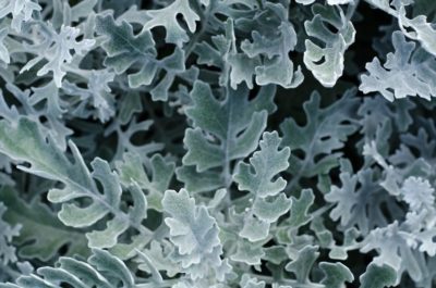 11 Silver Leaved Perennials For The Garden | Horticulture.co.uk