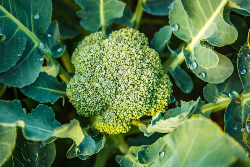 Growing Calabrese AKA 'Broccoli' - Here Are Some Top Tips From ...