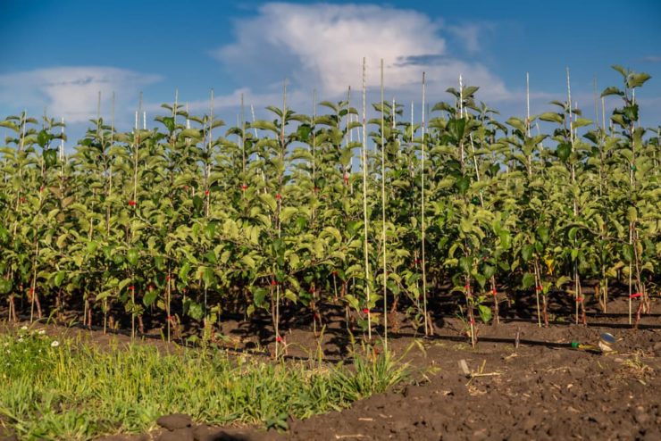 Growing Plum Trees: How To Plant Out A Bare Root Tree And Care For It ...