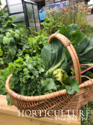 How And When To Harvest Cabbage | Horticulture.co.uk