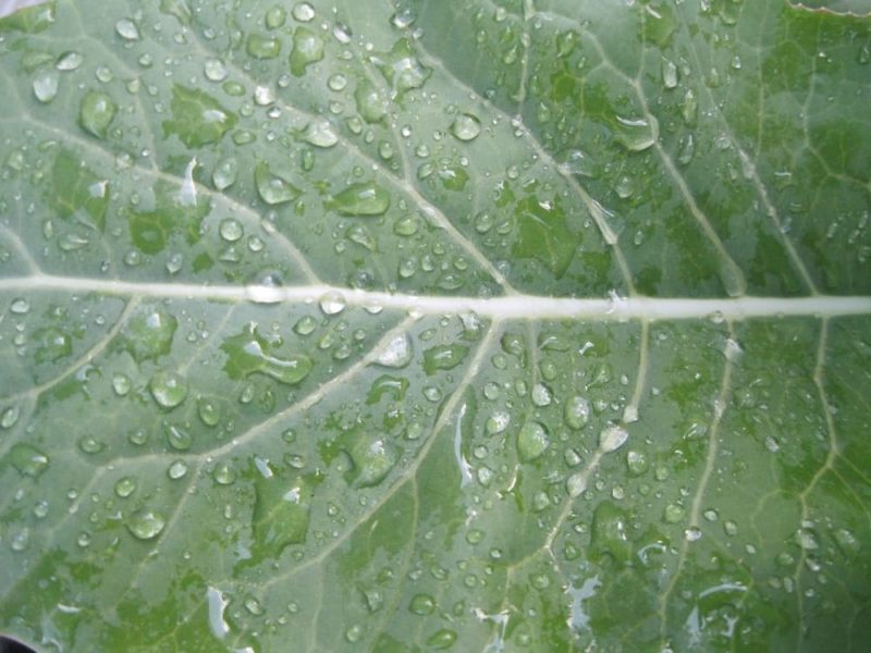 You Can Prevent Broccoli Plants From Bolting By Following These 7 ...