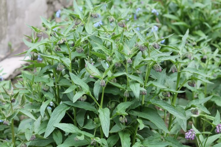 Horticulturists Love To Grow Comfrey - It's A Garden 'Cult Classic ...