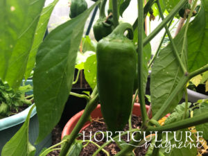 Showing Emily Cupit's Chilli Harvesting Process From Her Greenhouse In ...