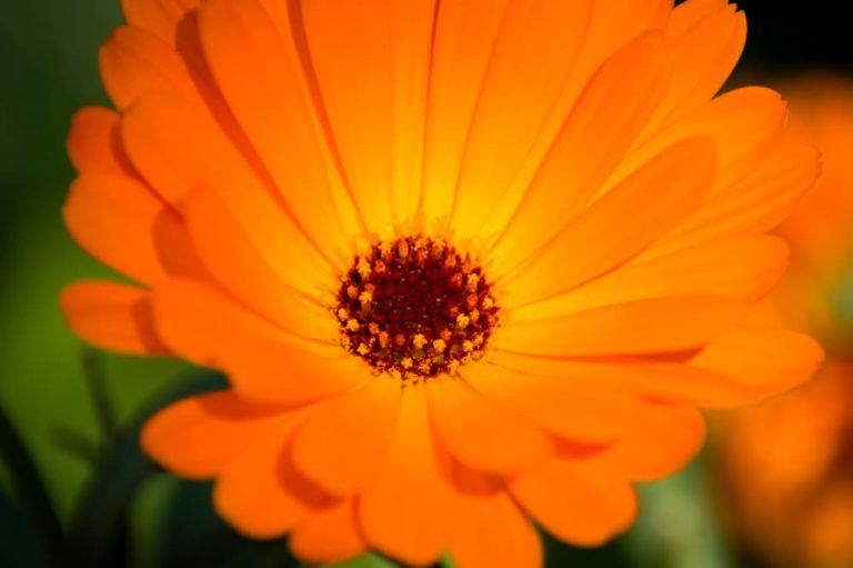 These 9 Calendula Varieties Are Perfect For Bedding Arrangements Or ...