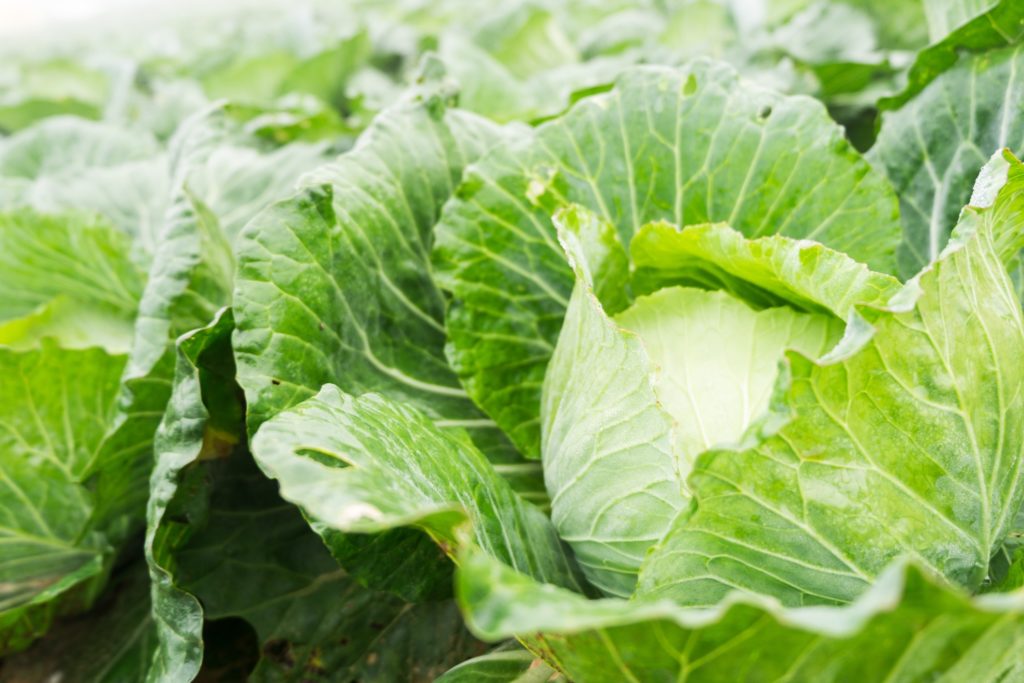 How And When To Harvest Cabbage | Horticulture.co.uk