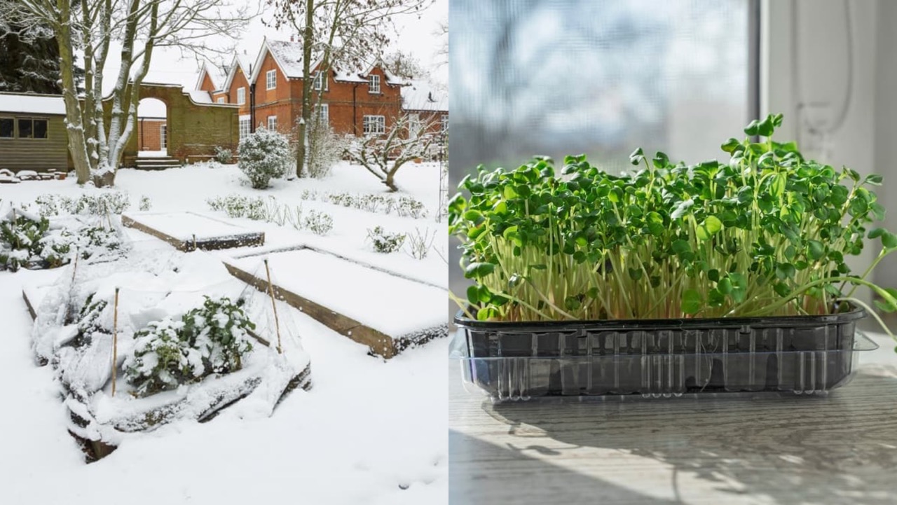 Growing Vegetables In Winter? Often They Will Need Forward Planning ...