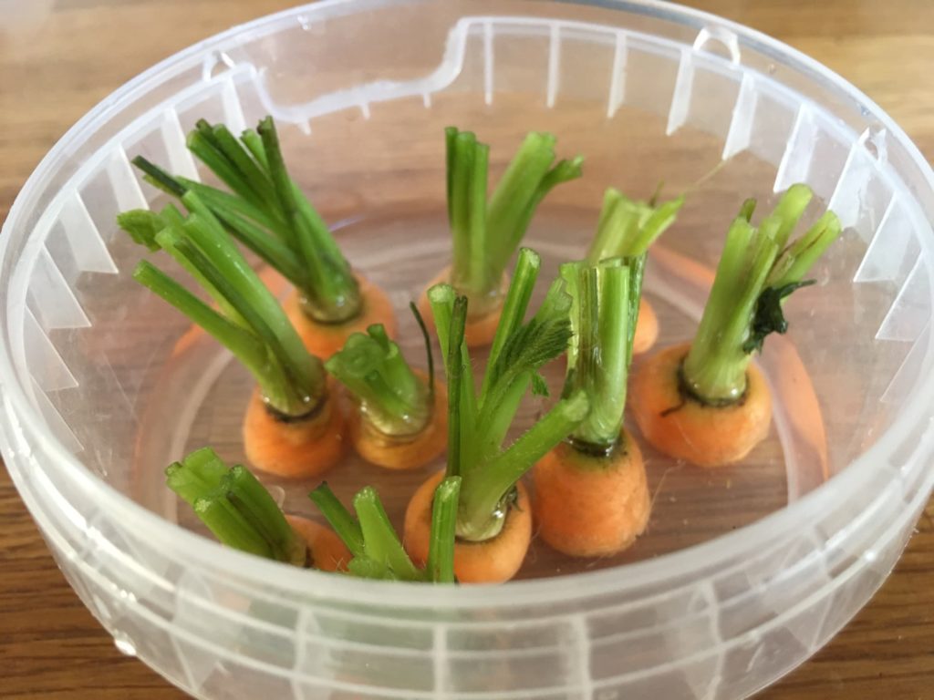 You Can Regrow Greens From Carrot Top Scraps And Potentially Collect ...