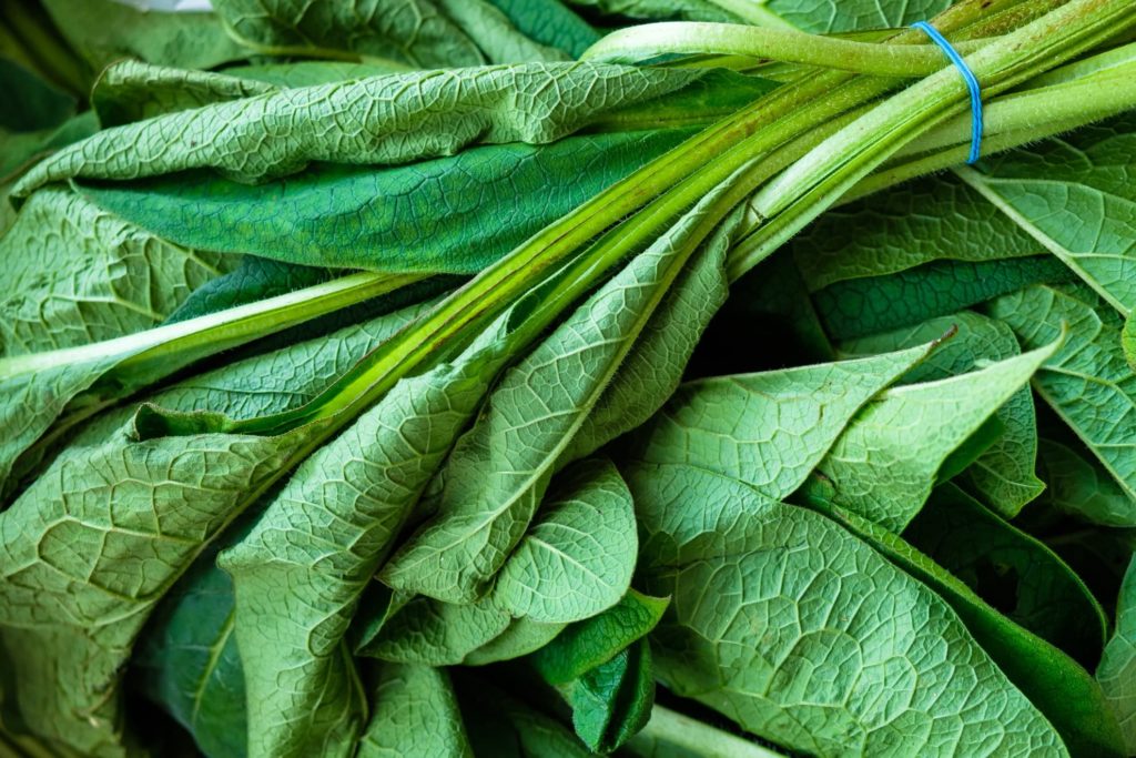Turn Your Comfrey Leaves Into A Fertiliser 'Tea' And Feed Plants ...