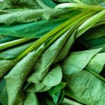 9 Remarkable Comfrey Varieties To Grow | Horticulture.co.uk