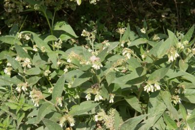 9 Remarkable Comfrey Varieties With Sterile, Variegated And Bushy ...