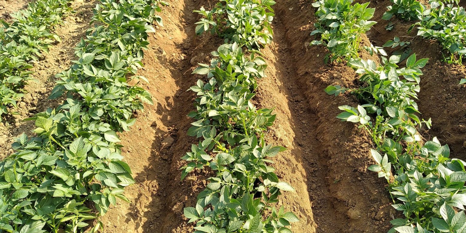 A Beginner’s Guide To Crop Rotation With Garden Presenter Ade Sellars ...