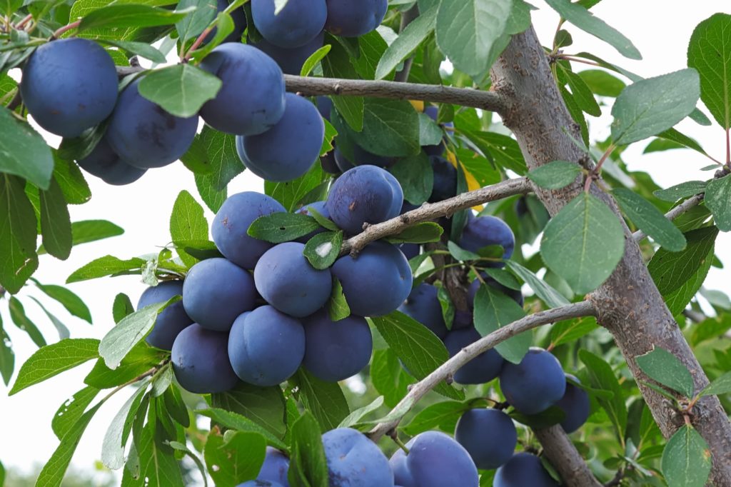 Growing Plum Trees: How To Plant Out A Bare Root Tree And Care For It ...