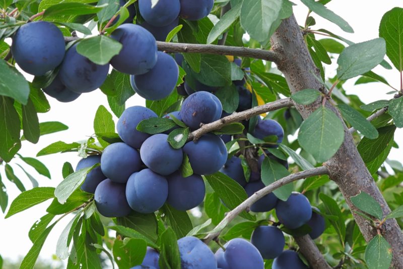 Growing Plum Trees: How To Plant Out A Bare Root Tree And Care For It ...