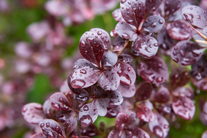 These 9 Shrubs Have Red Leaves All Year (And Not Just In Autumn ...
