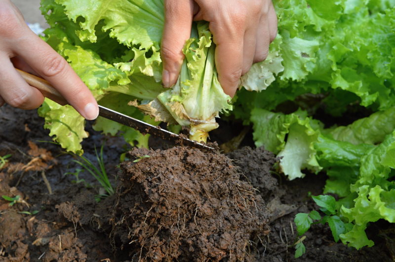 Make Sure To Harvest Your Lettuce Before Your Plant Bolts And Turns ...