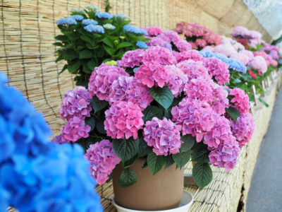 5 Must-Grow Dwarf Hydrangeas | Horticulture.co.uk