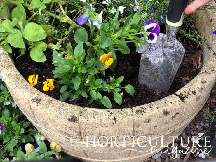 Container Grown Pansies Are Wonderful For Filling Gaps In The Gardening ...