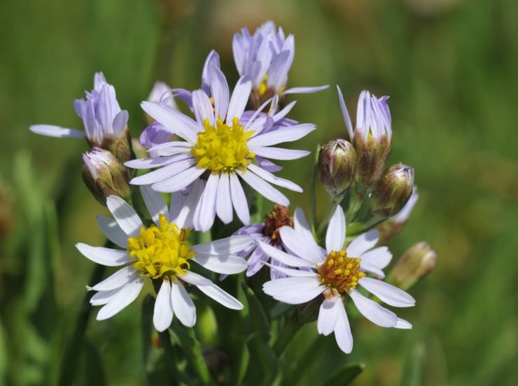 Want To Grow Asters? Don't Miss These Great Options With Care ...