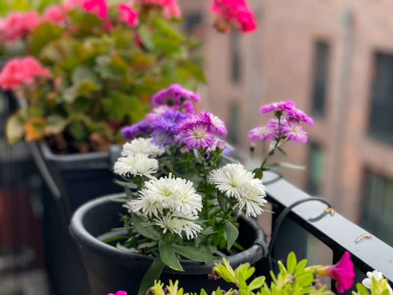 Asters Look Great When Grown In Terracotta Or Glazed Pots - Here's How ...