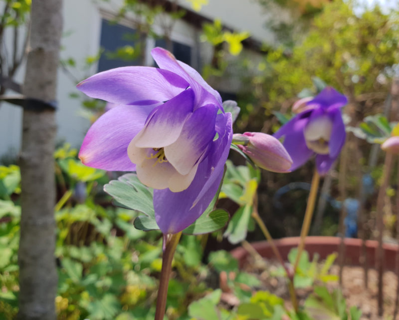 Growing Aquilegia In Pots | Horticulture Magazine