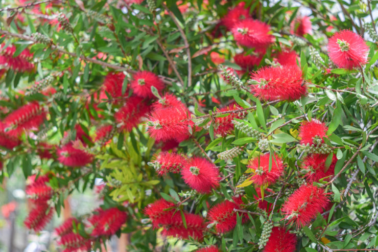Growing Callistemon: The Frost-Tender Ornamental Trees From Australia ...
