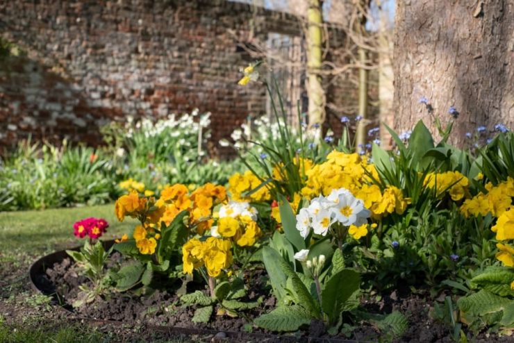 18 Primrose Varieties For An English Garden | Horticulture
