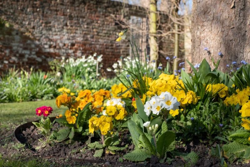 18 Primrose Varieties For An English Garden | Horticulture