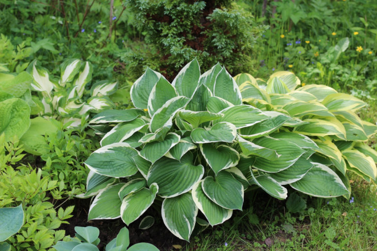 Hosta Growers And Society Members Share Their Secrets Learned Over Many ...