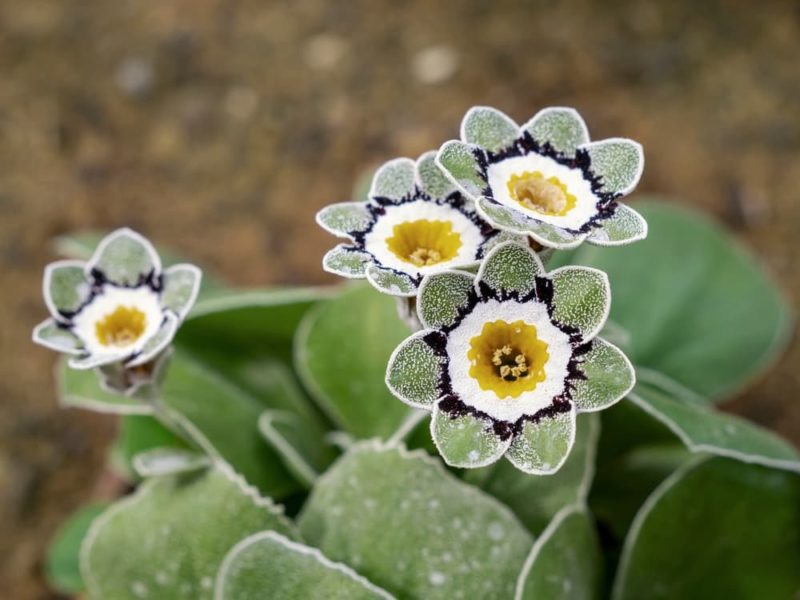 How To Grow Auriculas - Begin By Growing Border, Garden Or Alpine Types ...